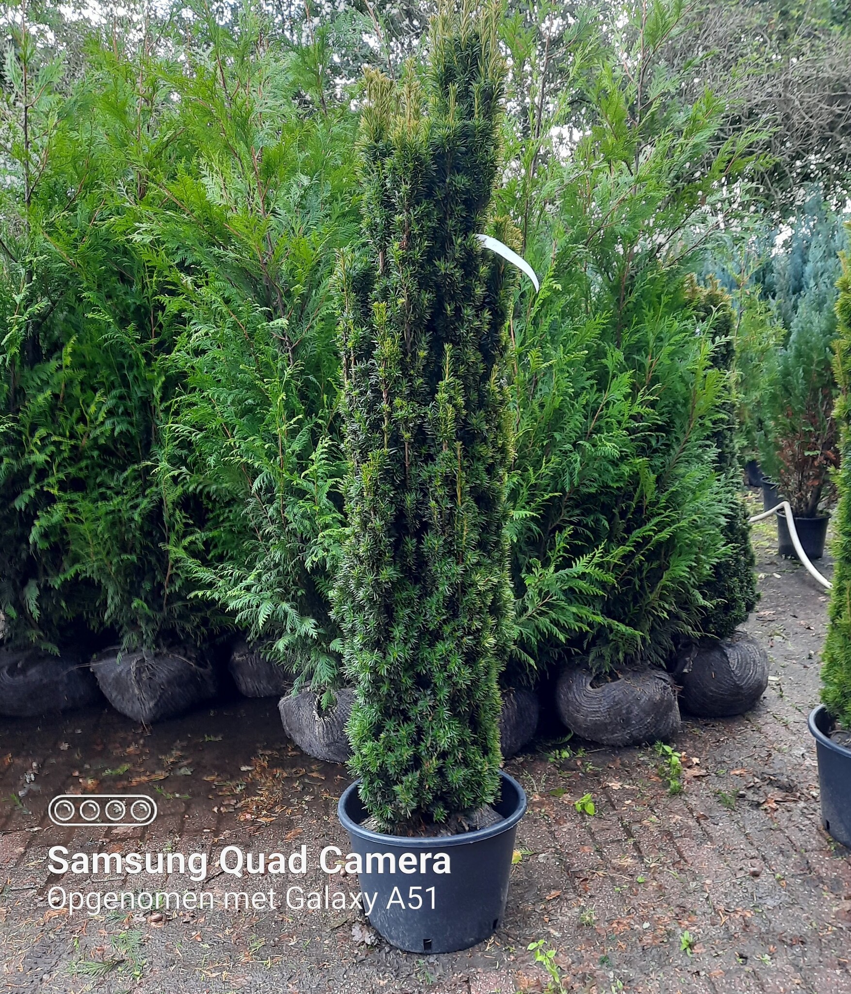 Taxus baccata 'Fastigiata Aurea maat 160-170 cm - Taxus Bestellen.nl