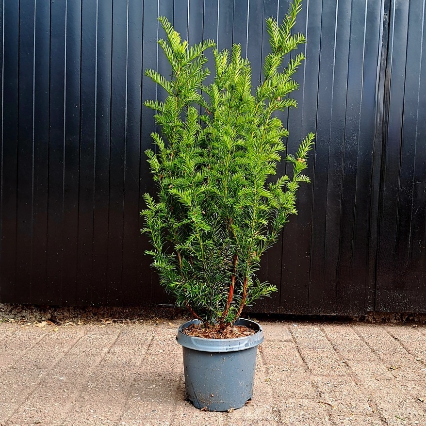 Taxus in pot (60-70cm) - Taxus Bestellen.nl