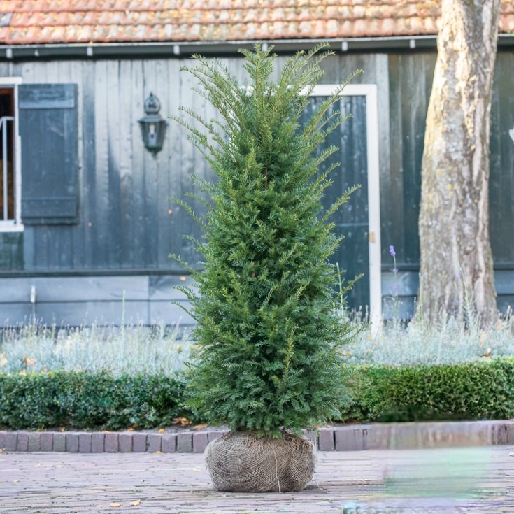 Taxus Baccata maat 140-160 | taxusbestellen.nl - Taxus Bestellen.nl