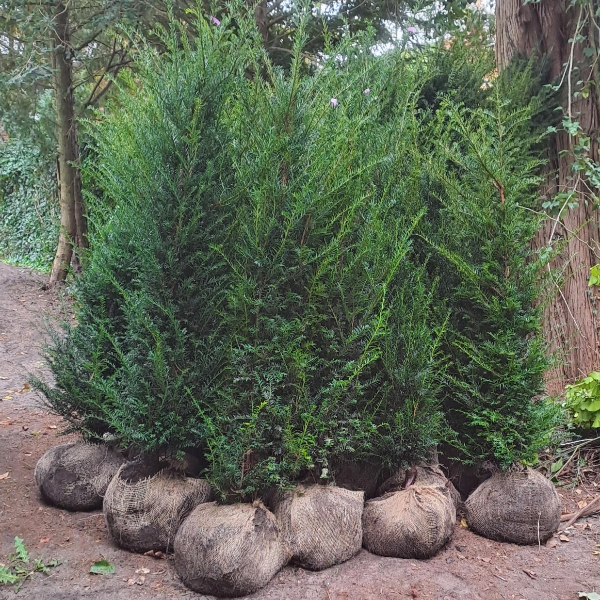 Taxus Baccata maat 140-160 | taxusbestellen.nl - Taxus Bestellen.nl