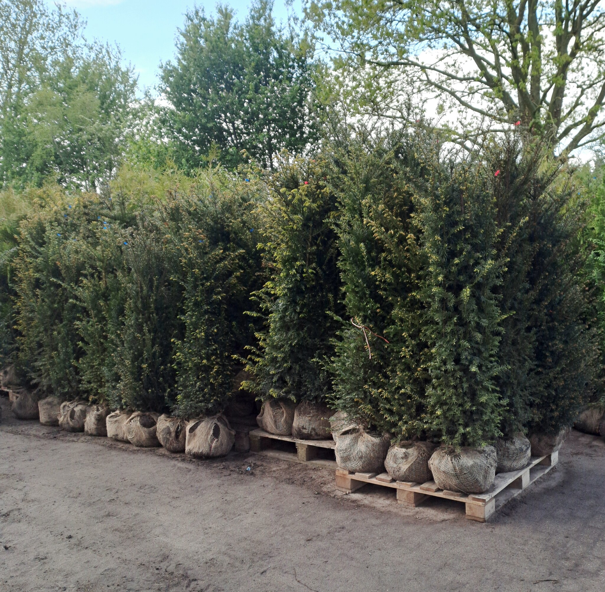 Taxus Baccata maat 125-150 - Taxus Bestellen.nl