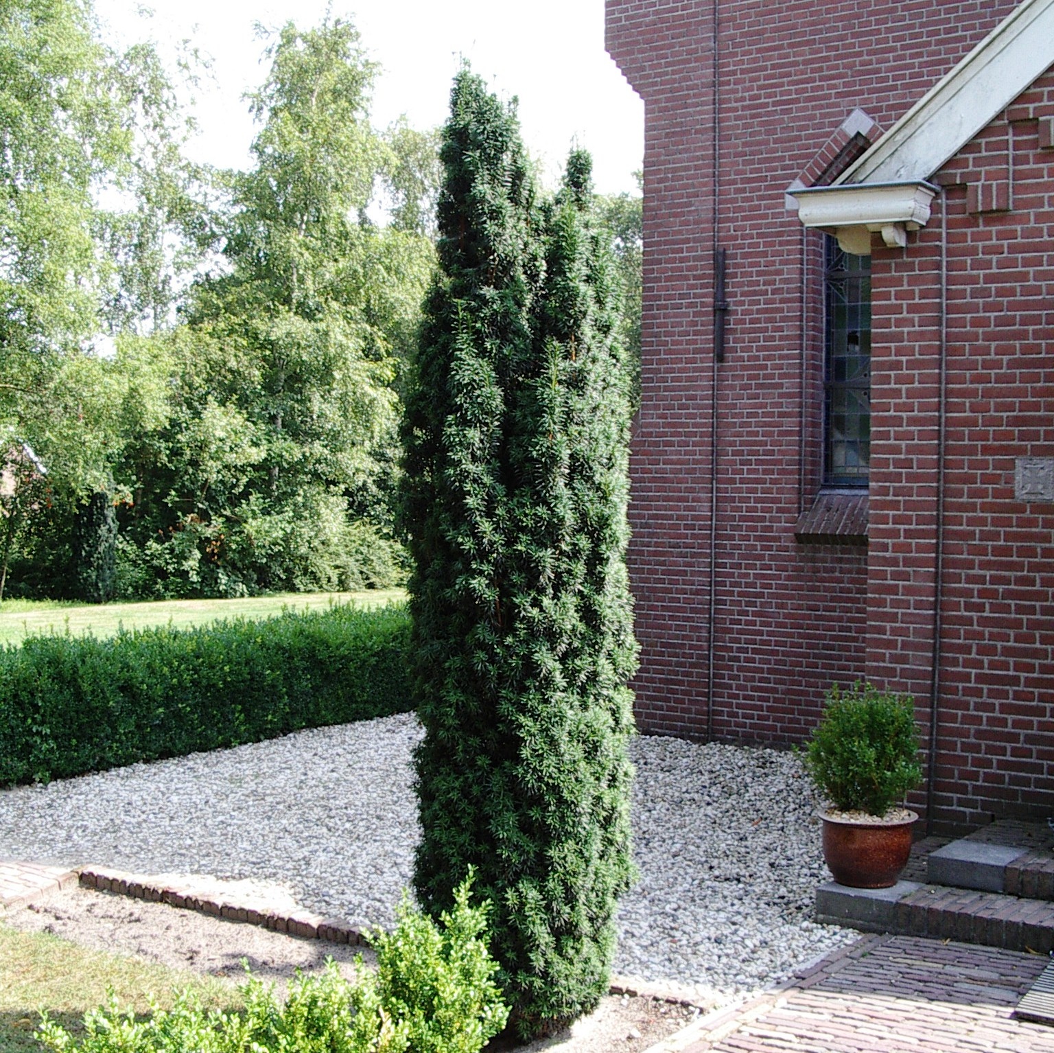 Taxus baccata 'Fastigiata Aurea maat 160-170 cm - Taxus Bestellen.nl