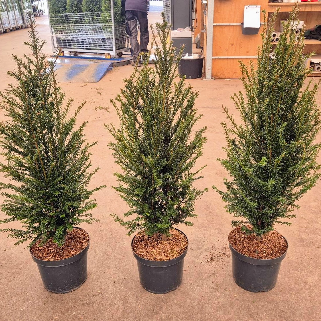 Taxus Baccata in pot (80-100cm) - Taxus Bestellen.nl