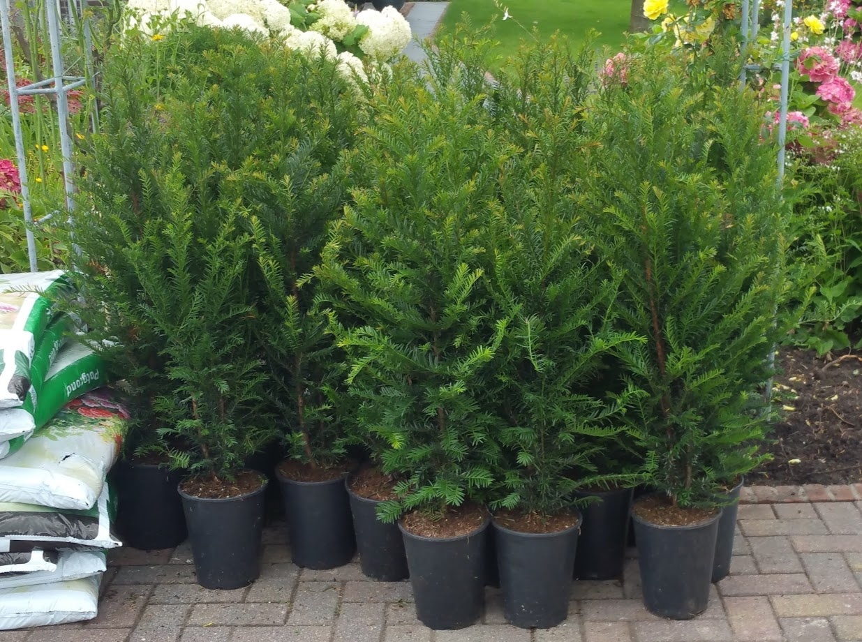 Taxus Baccata in pot (80-100cm) - Taxus Bestellen.nl