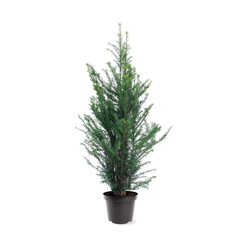Taxus Baccata in pot (80-100cm) - Taxus Bestellen.nl
