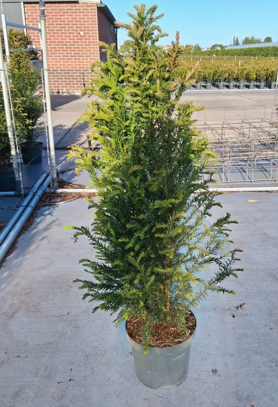 Taxus Baccata in pot (80-100cm) - Taxus Bestellen.nl