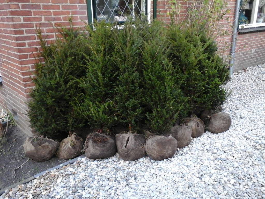 Taxus kopen? Baccata en Hicksii | Taxusbestellen.nl - Taxus Bestellen.nl