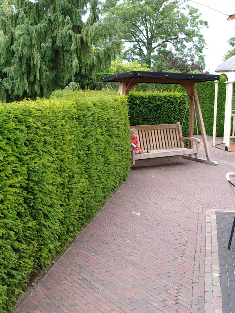 Taxus Baccata (60-80cm) in pot kopen? | Taxusbestellen.nl - Taxus ...