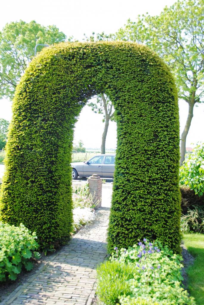 Taxus Baccata (50-60cm) in pot kopen? | Taxusbestellen.nl - Taxus ...