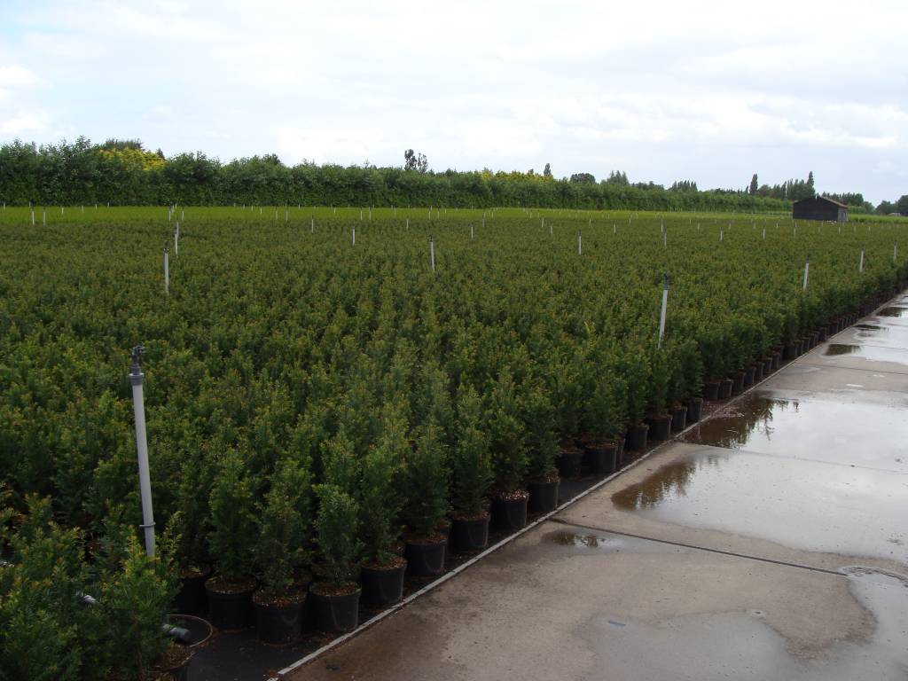 Taxus Baccata (40-50cm) in pot kopen? | Taxusbestellen.nl - Taxus ...