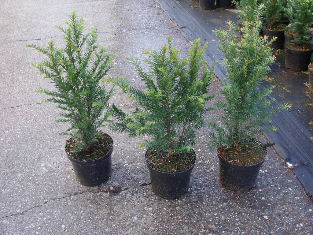 Taxus Baccata (40-50cm) in pot kopen? | Taxusbestellen.nl - Taxus ...