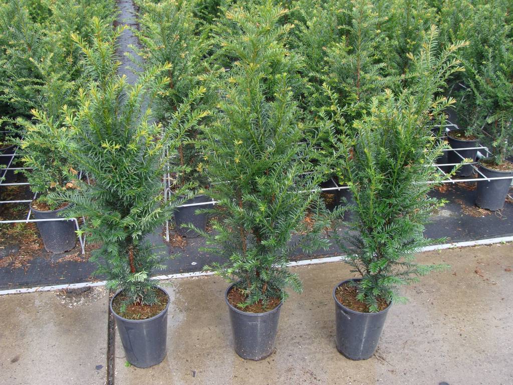 Taxus Baccata (50-60cm) in pot kopen? | Taxusbestellen.nl - Taxus ...