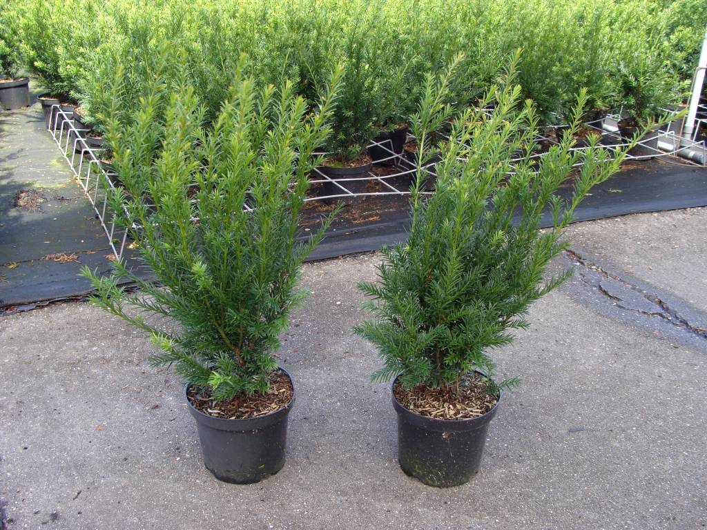 Taxus in pot (50-cm) - Taxus Bestellen.nl