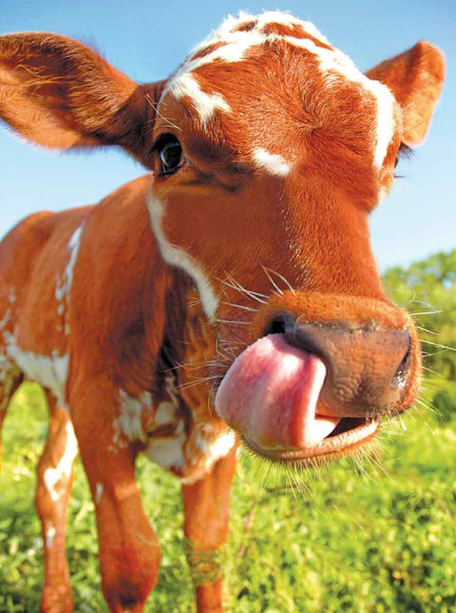 XL kaart - Koe Wenskaart - Snelwenskaart.nl