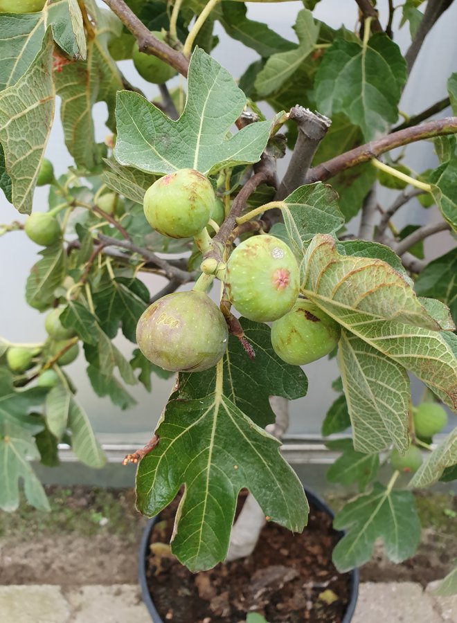 Vijgenboom kopen? Alle Vijgenboom | Ficus Carica online kopen ...