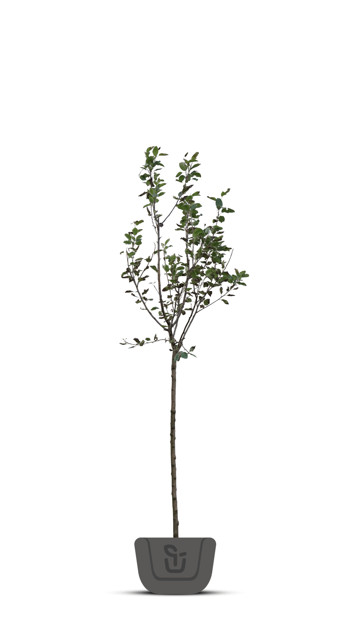 Appelboom kopen? Alle appelbomen, Malus domestica Api Noir online ...