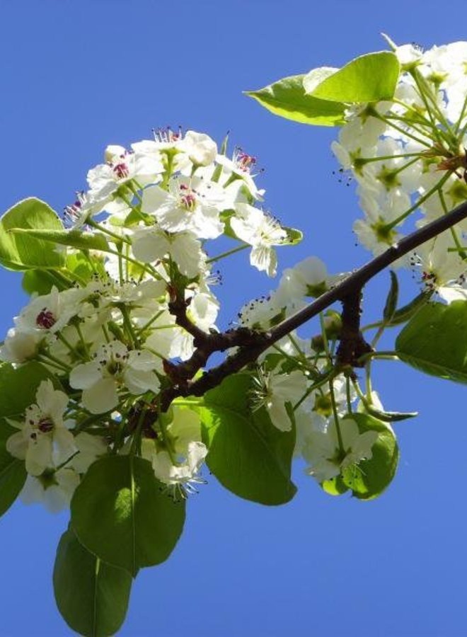 Sierpeer kopen? Alle Pyrus calleryana Chanticleer sierperen online ...
