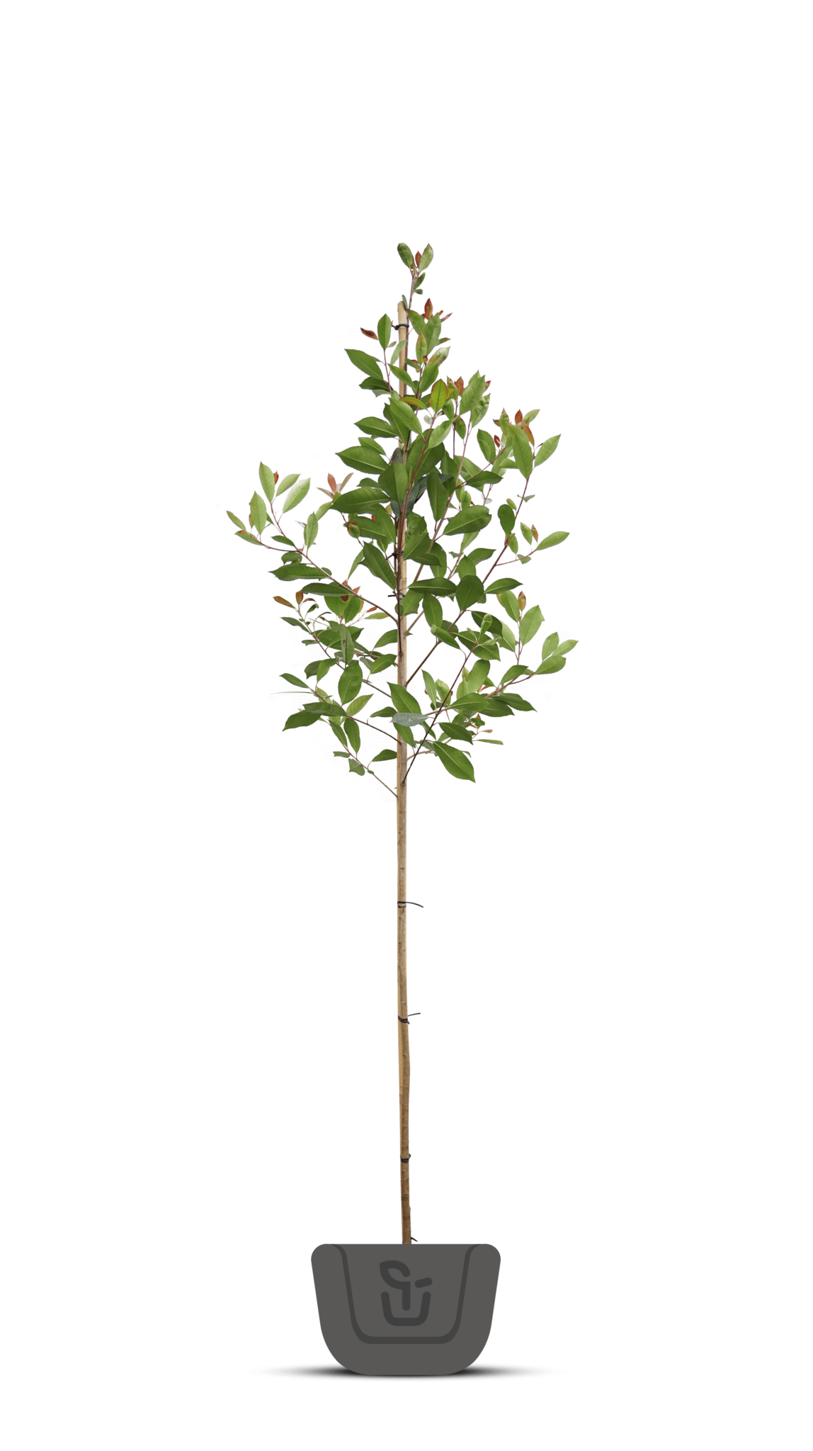 Photinia op stam kopen ? Alle Photinia fraseri Red Robin online kopen ...