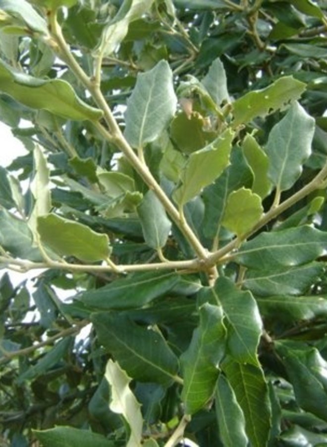 Steeneik kopen ? Alle Steeneik - Quercus Ilex online - Bomenkopen.nl