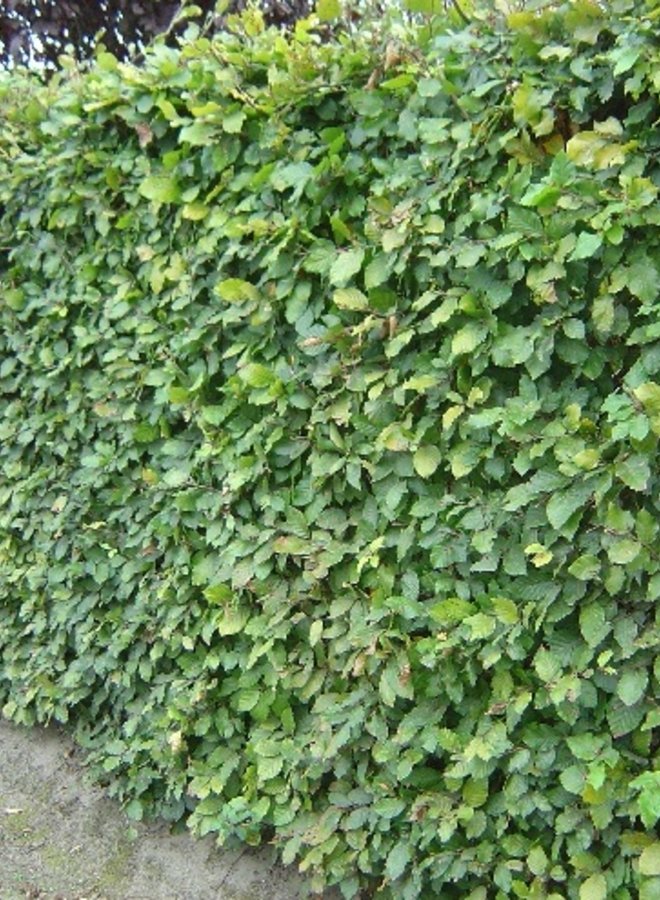 Groene Beuk voor haag kopen ? Alle Fagus sylvatica online - Bomenkopen.nl