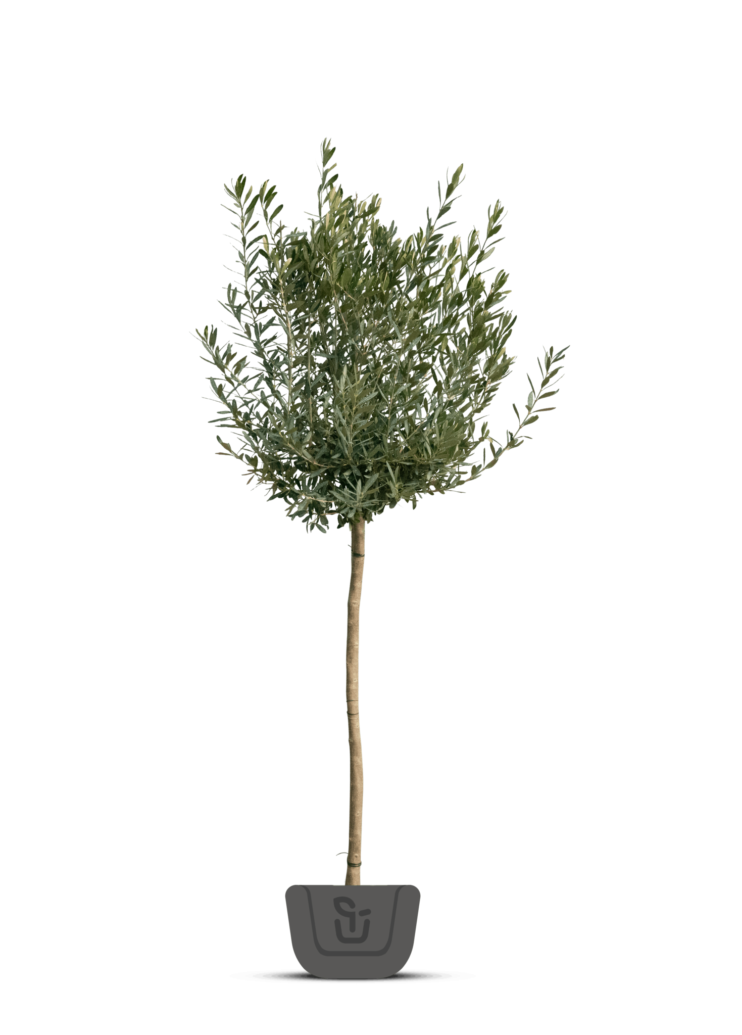 Olijfboom | Olea europaea olijven. Koop een olijf bij Bomenkopen.nl ...