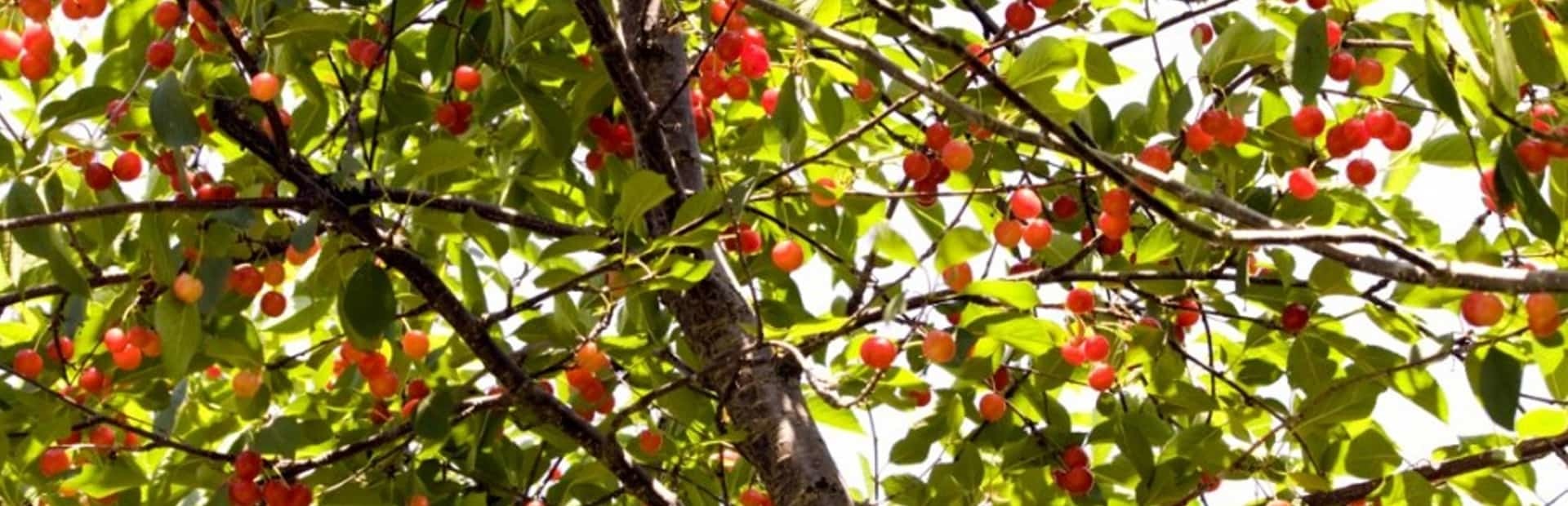Kersenboom kopen? Alle kersenbomen, Prunus avium, online - Bomenkopen.nl