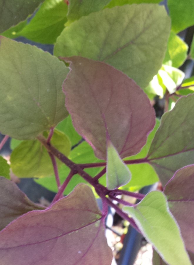 Pindakaasboom kopen? Clerodendrum Trichotomum online bij Bomenkopen ...