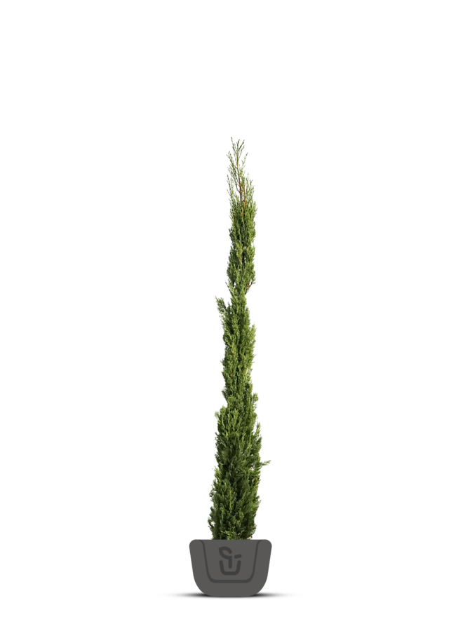 Italiaanse cipres kopen? Alle Cupressus sempervirens online - Bomenkopen.nl