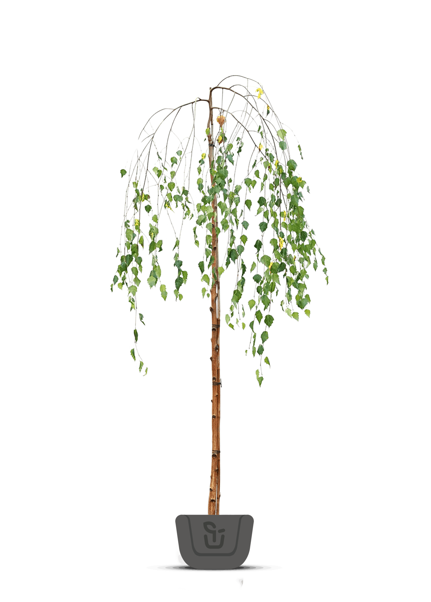 Treurberk kopen? Betula pendula Younghii treurboom makkelijk bestellen ...