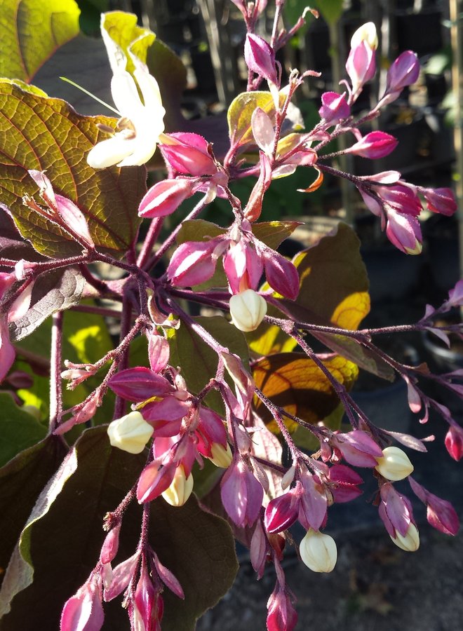 Pindakaasboom kopen? Clerodendrum Trichotomum online bij Bomenkopen ...