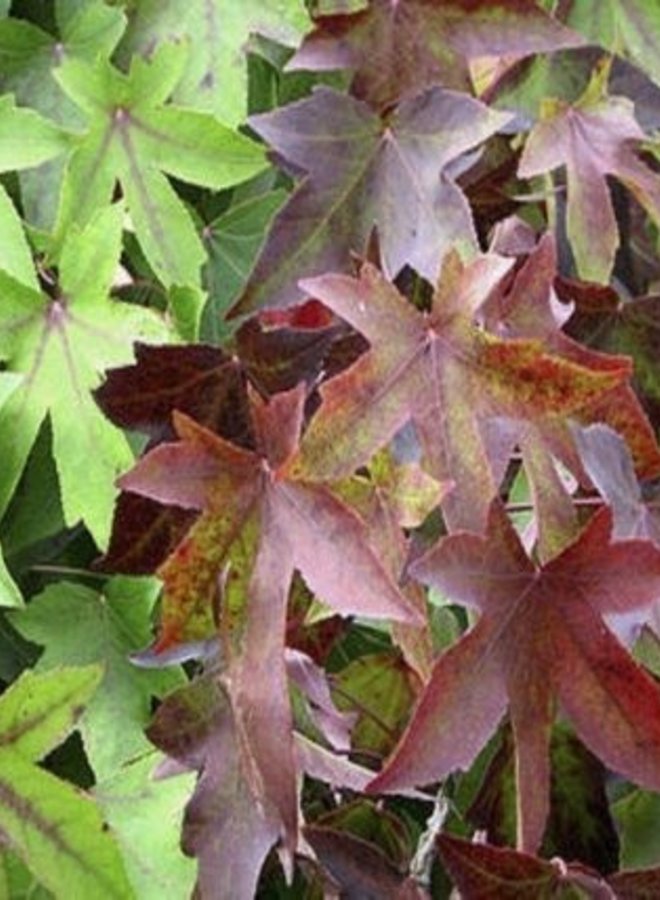 Lei-amberboom kopen? Alle Liquidambar styraciflua leibomen online ...