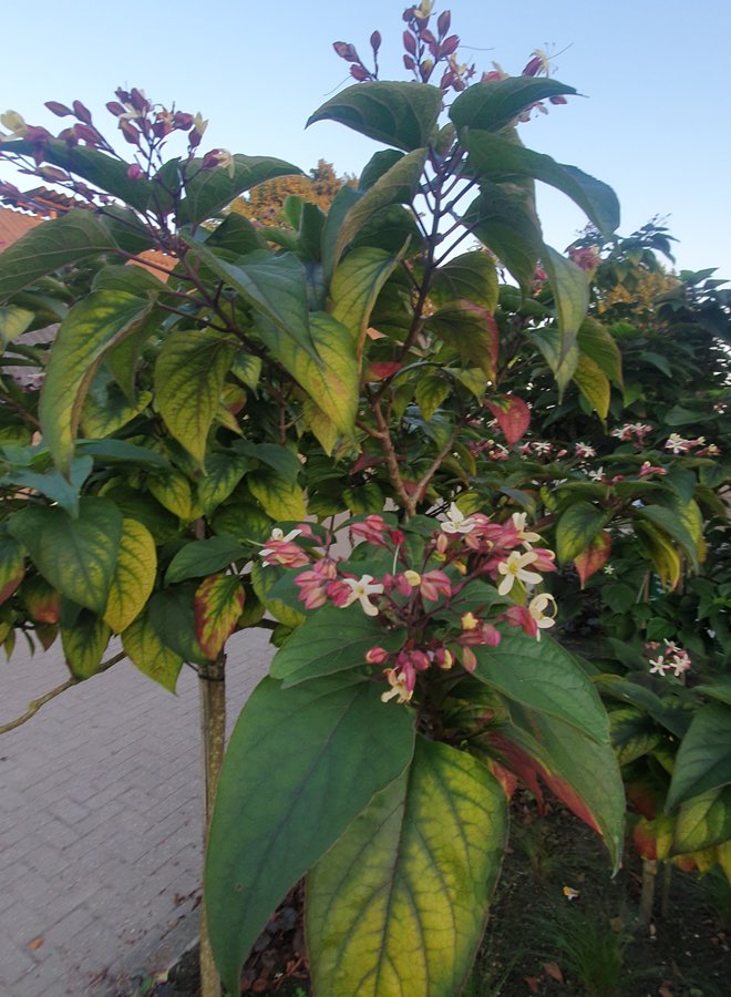 Pindakaasboom kopen? Clerodendrum Trichotomum online bij Bomenkopen ...