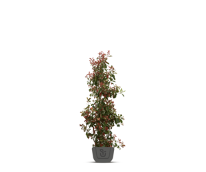 Photinia struik kopen? Glansmispel red Robin struiken online bestellen ...