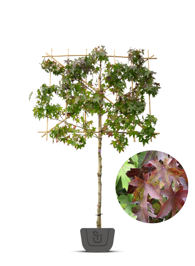 Amberboom als leiboom kopen | Liquidambar styraciflua in leivorm kopen - Bomenkopen.nl