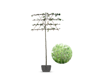 Leilinde kopen – Tilia europaea ‘Pallida’ | Makkelijk te onderhouden ...