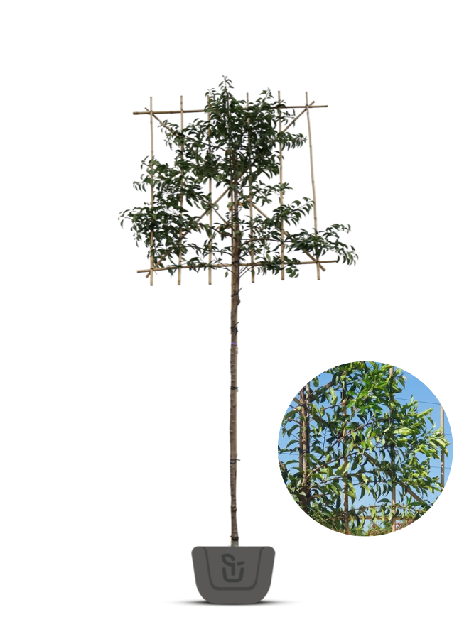 Portugese laurier als leiboom | Prunus lusitanica Angustifolia ...