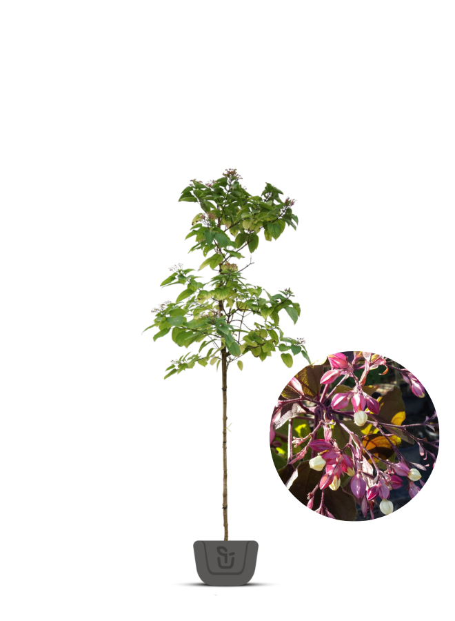 Pindakaasboom kopen? Clerodendrum Trichotomum online bij Bomenkopen ...