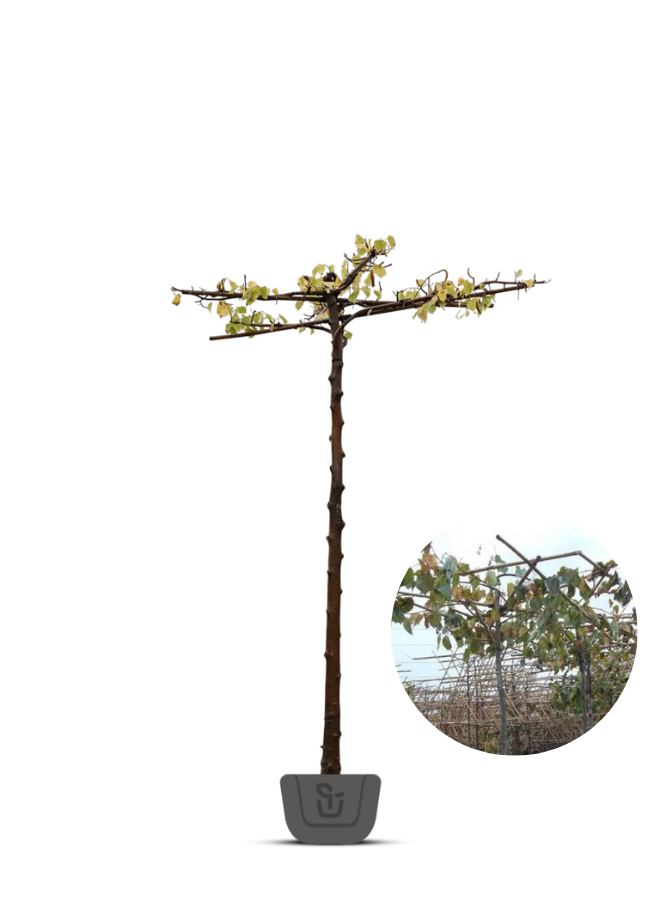 Daklinde kopen ? Alle Daklinde | Tilia lindeboom dakboom online kopen ...