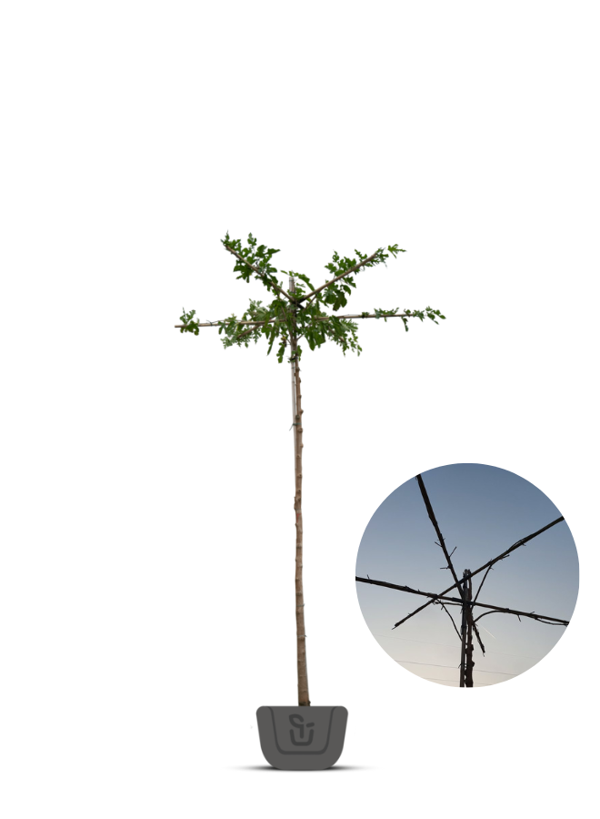 Dak-moerbei Morus alba Fruitless – dakboom kopen bij Bomenkopen ...