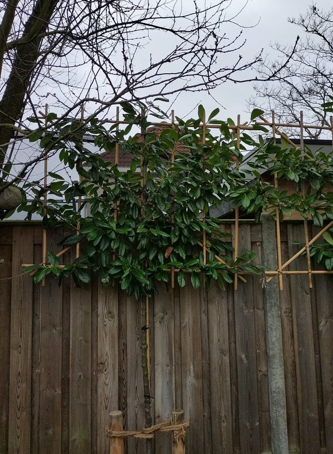 De top 5 leibomen: Jouw ideale privacy groengordijn - Bomenkopen.nl