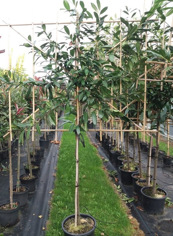 De beste tijd om leibomen te planten - Bomenkopen.nl
