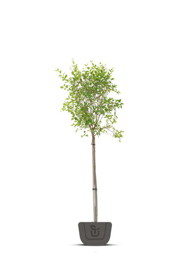 Dwerg sering boom kopen? Koop hier Syringa meyeri Flowerfesta White ...