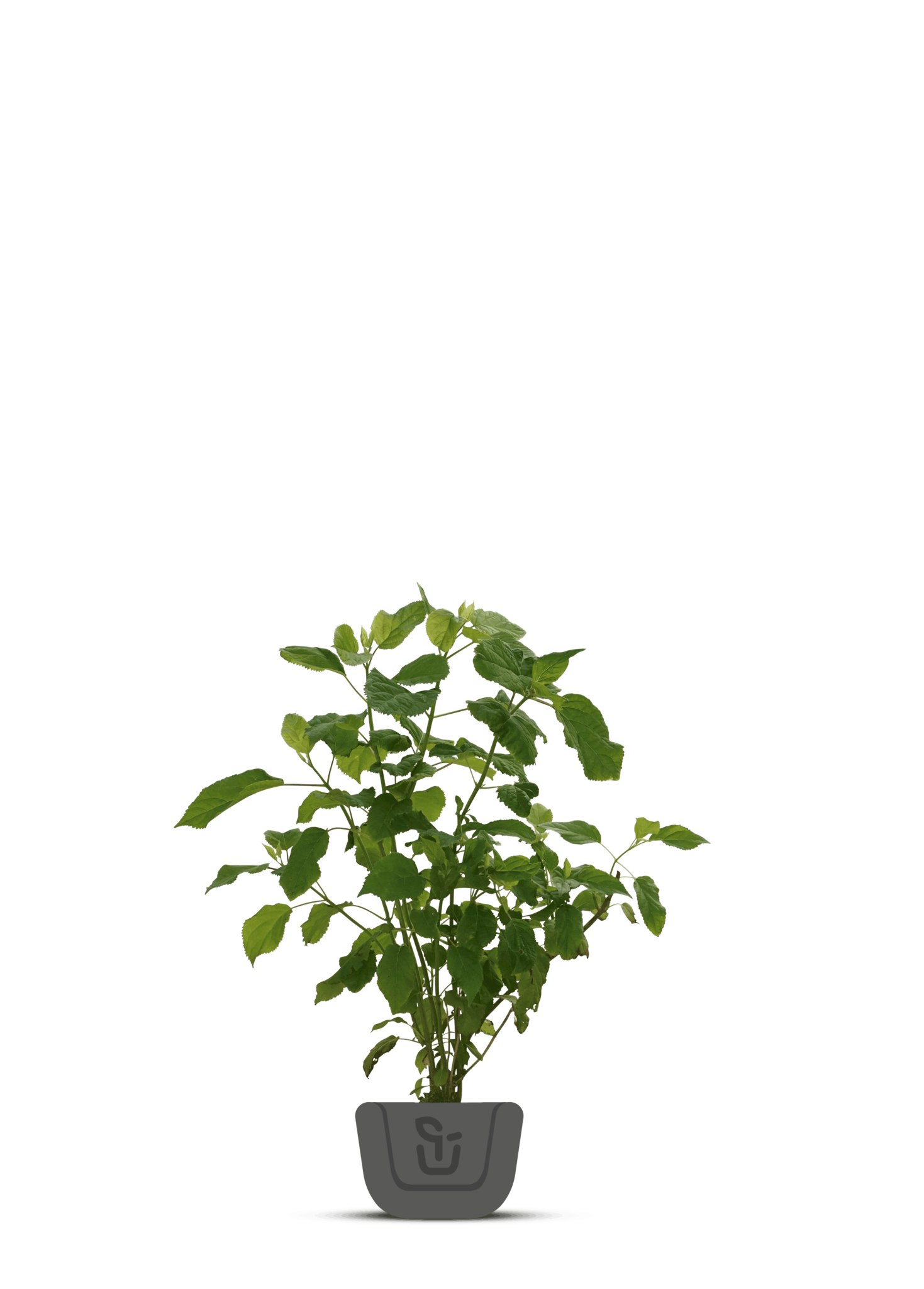 Braam kopen ? Alle Braam | Rubus fructicosus Himalaya online ...