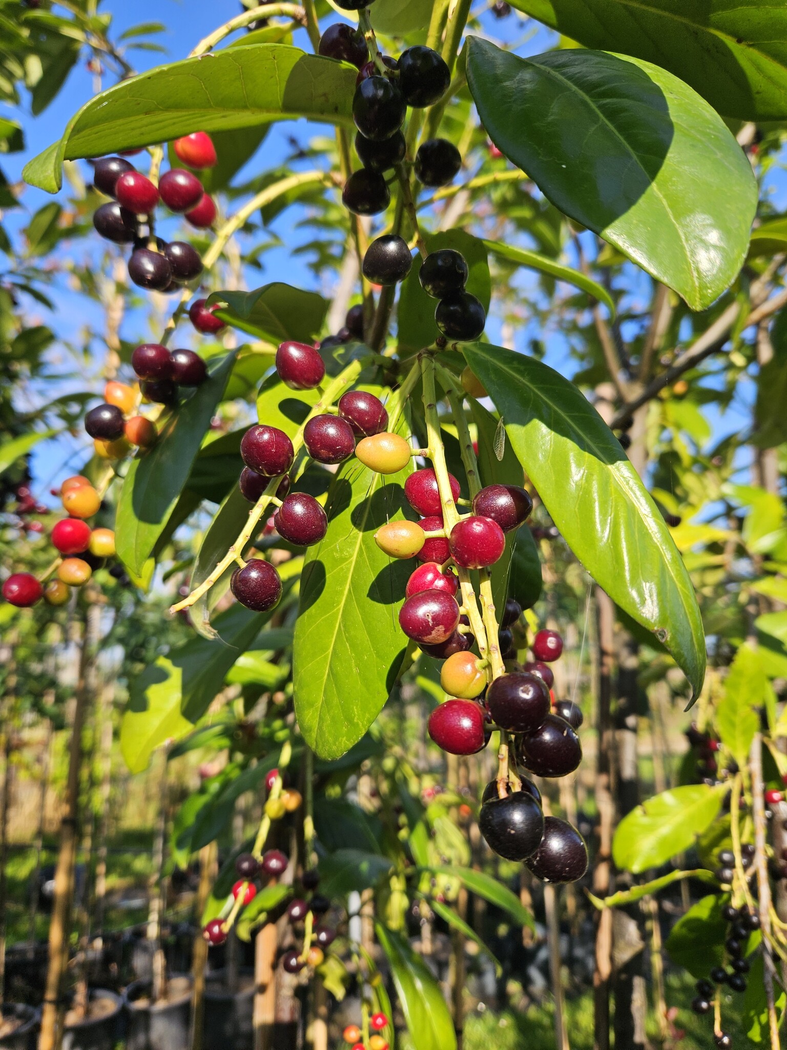 Waarom kiezen voor de prunus laurocerasus als leiboom? - Bomenkopen.nl