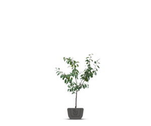 Amandelboom kopen? Prunus dulcis Robijn | Amandelboompje kopen ...