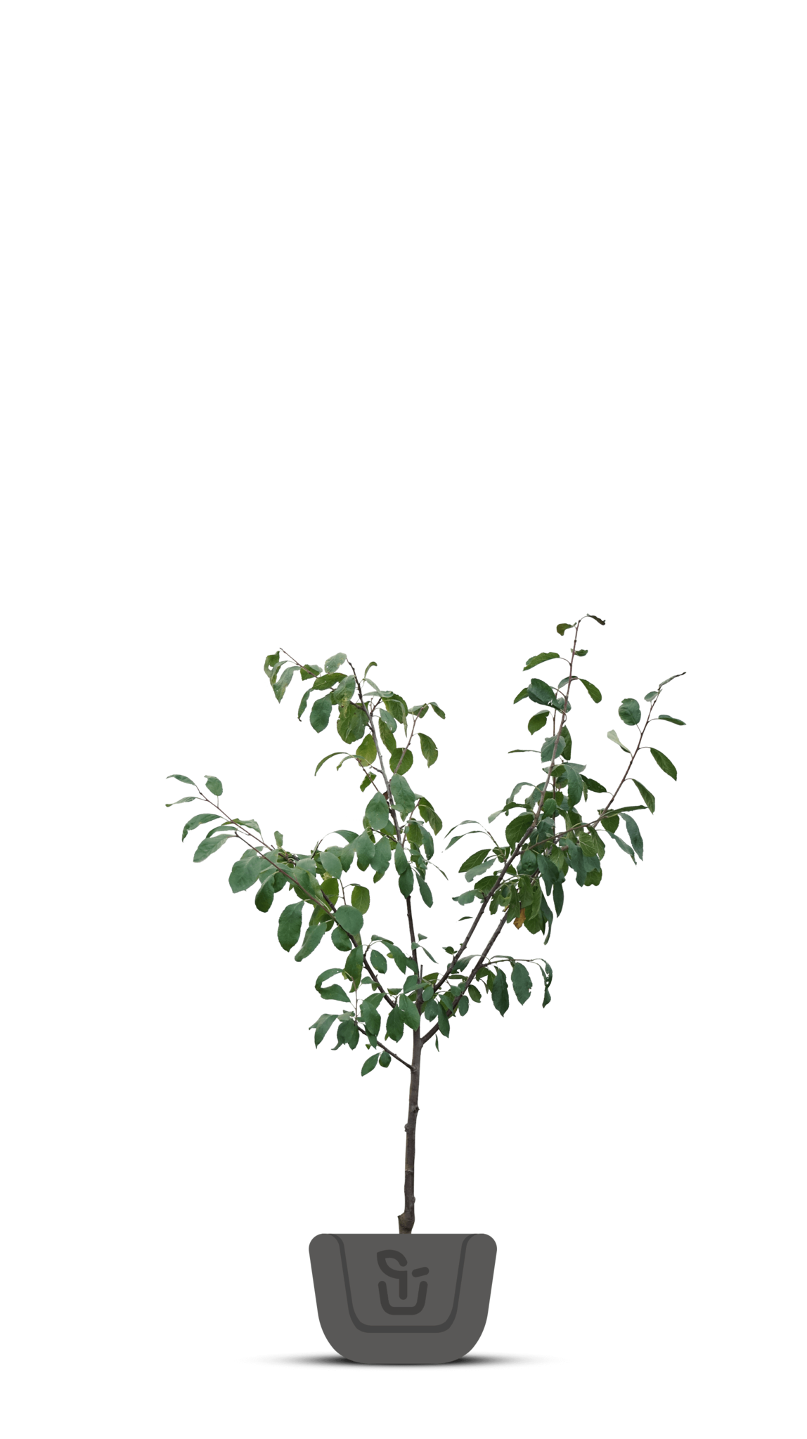 Amandelboom kopen? Prunus dulcis Robijn | Amandelboompje kopen ...