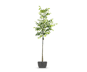 Zwarte els kopen? Alnus Glutinosa boom makkelijk online bestellen ...