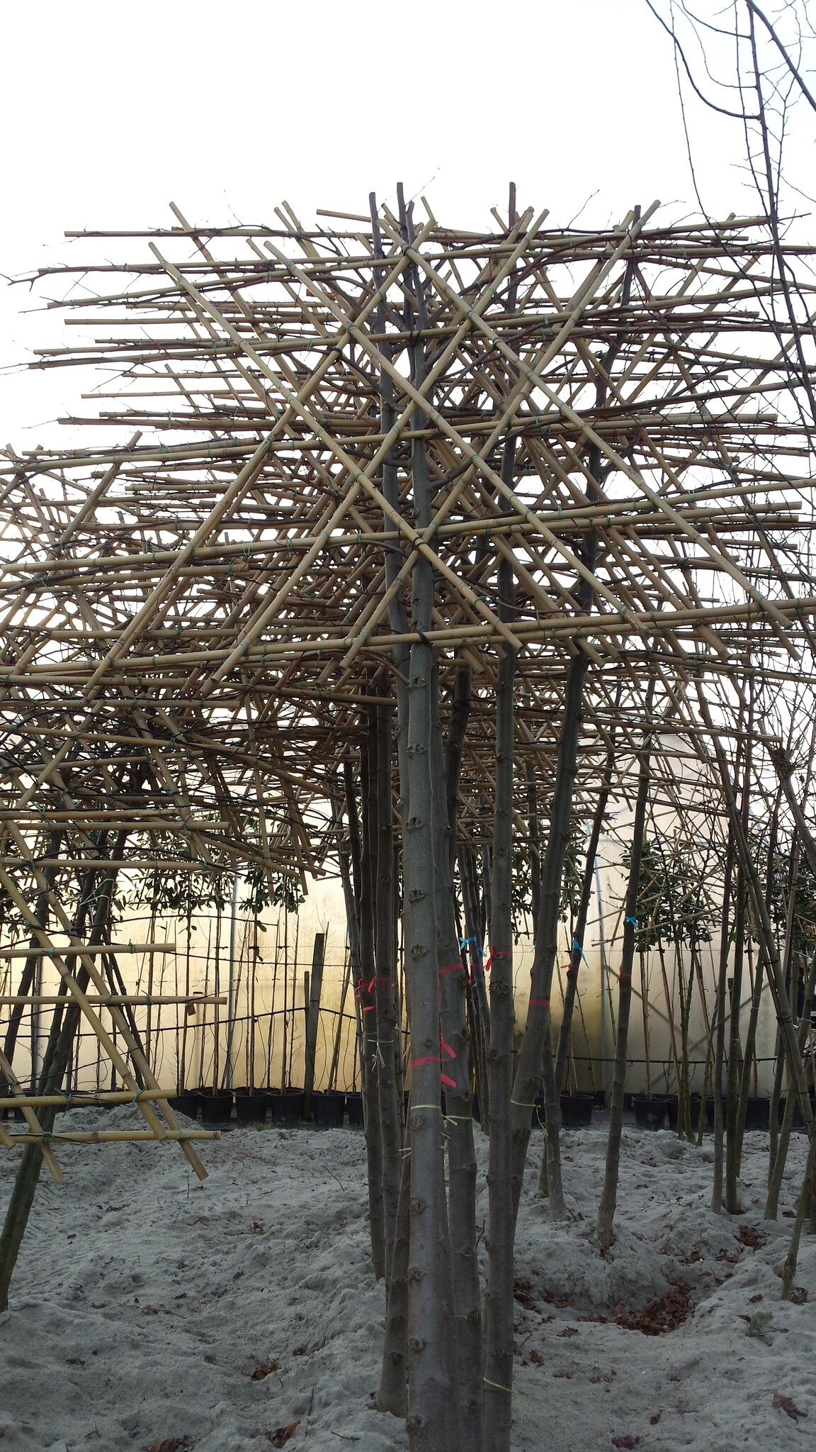 Bomen aanplanten met nachtvorst, zeker doen! - Bomenkopen.nl