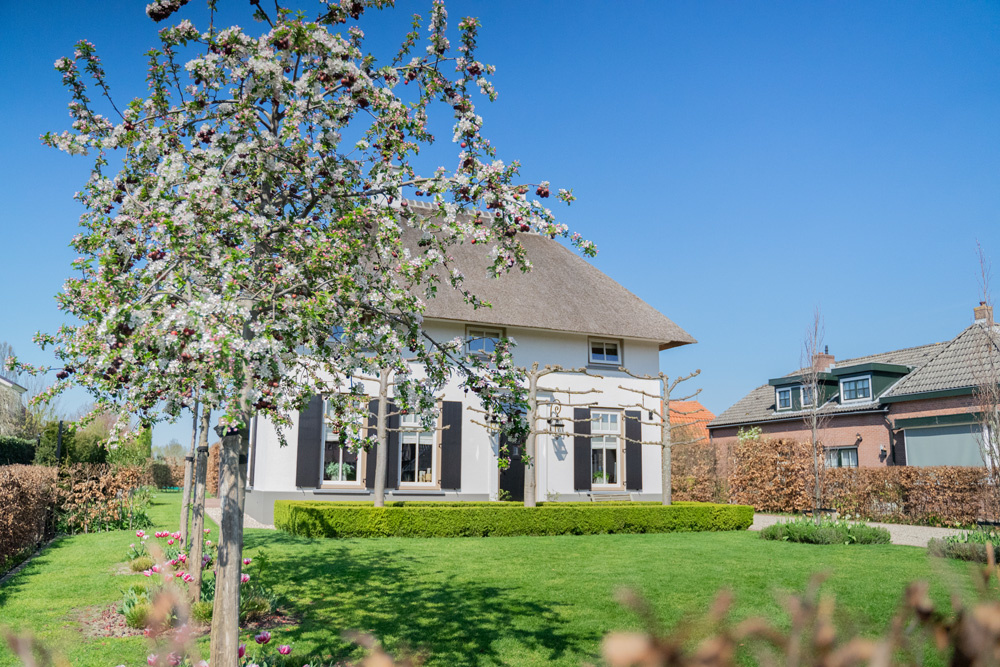 Hazelnootbomen: Hoe groot worden ze en kun je ze klein houden ...