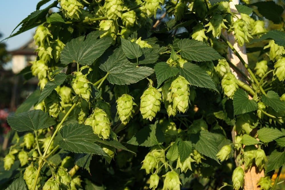 Hop kopen? Humulus lupulus Nordbrau bij Bomenkopen.nl - Bomenkopen.nl